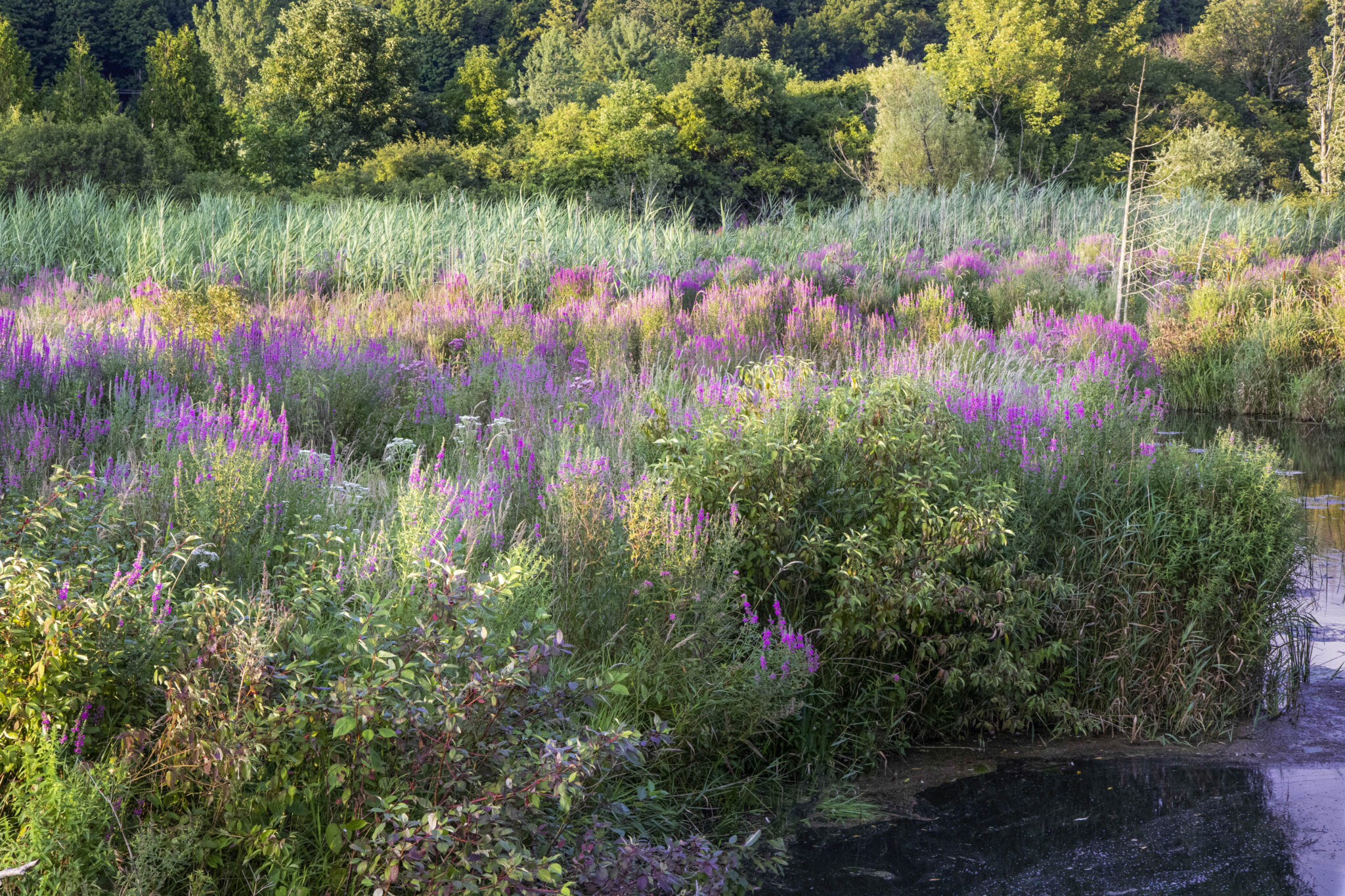 Guide to the Classification – The U.S. National Vegetation Classification