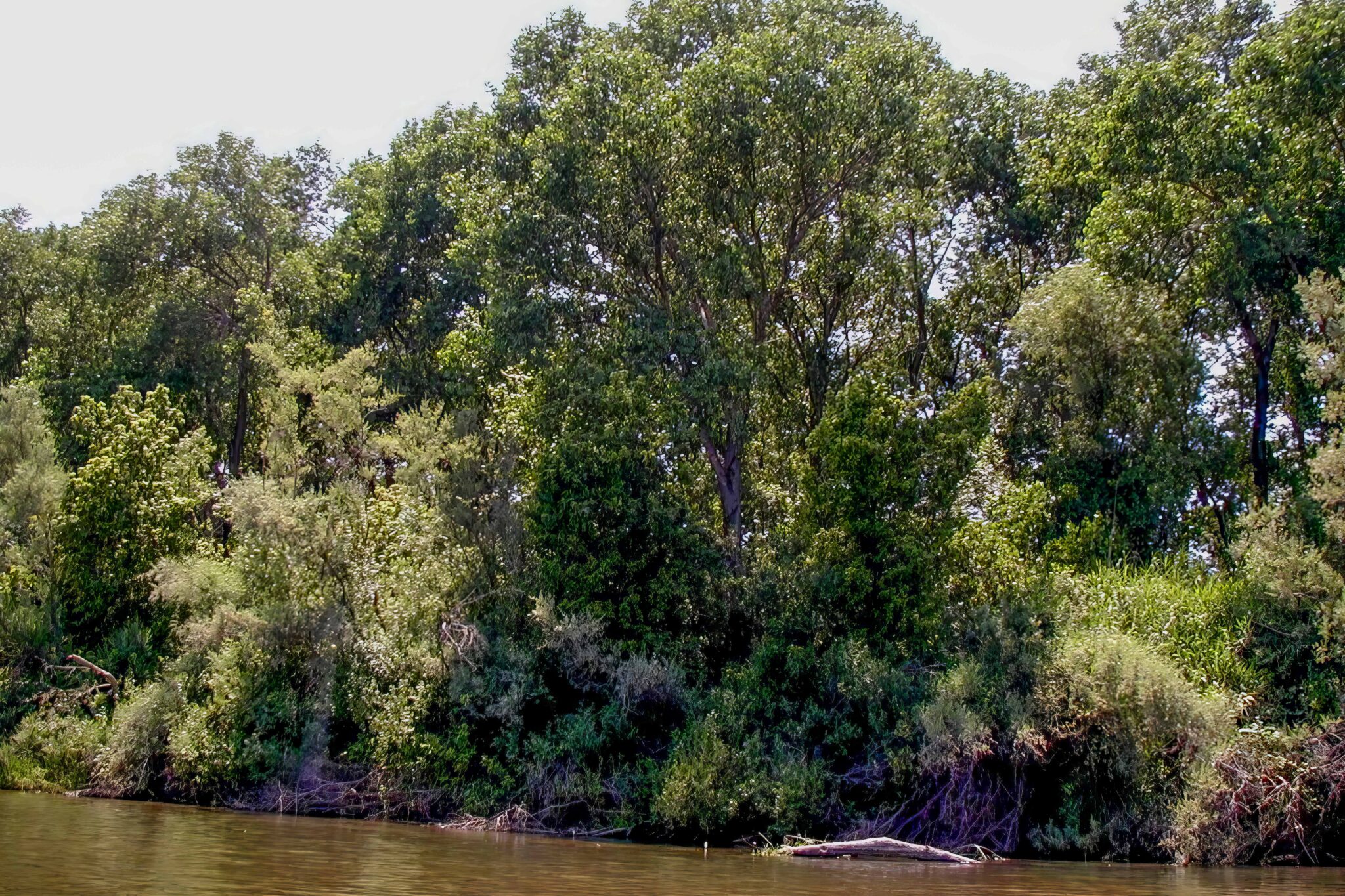 Explore the Classification – The U.S. National Vegetation Classification