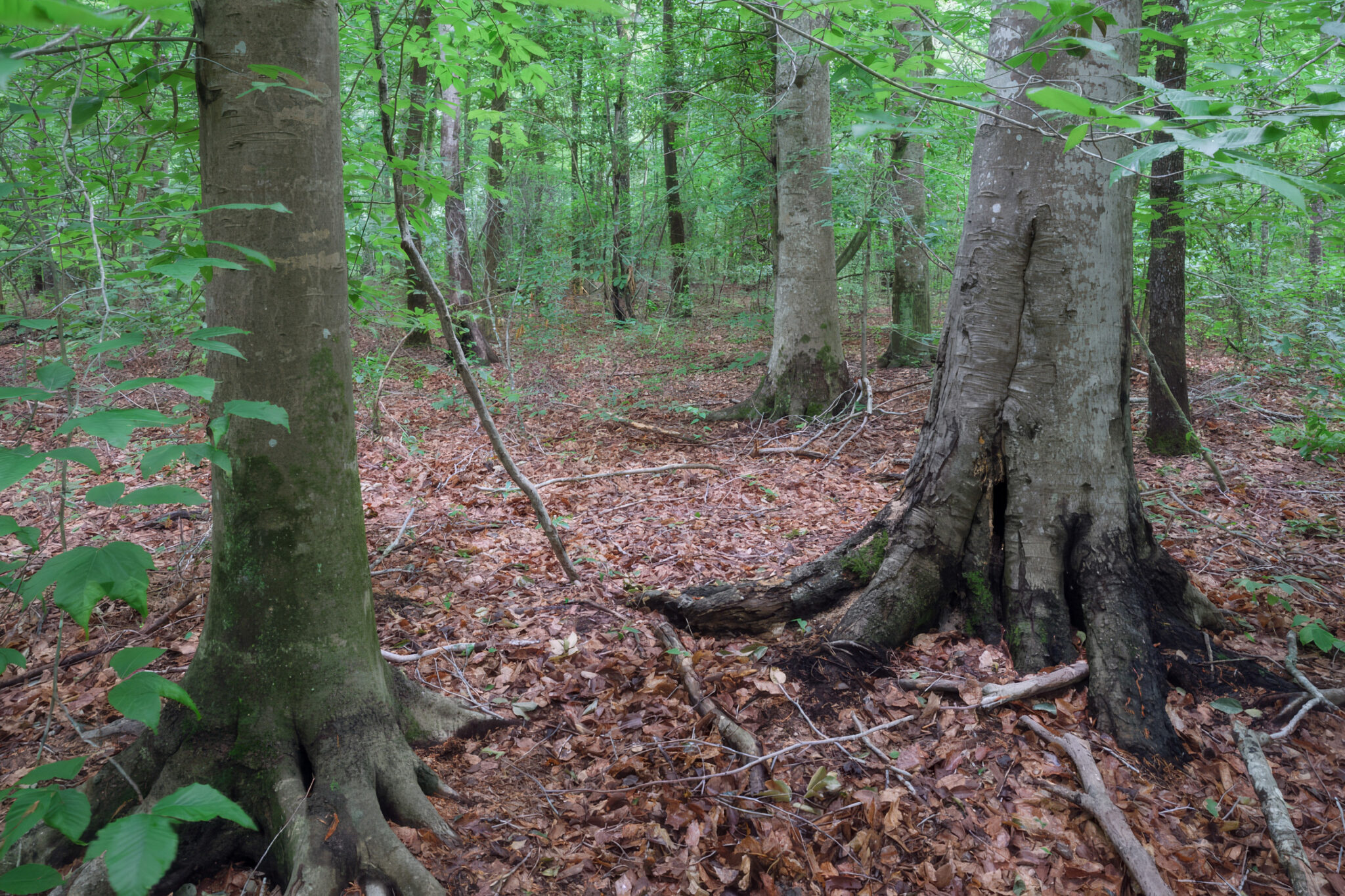 Explore the Classification – The U.S. National Vegetation Classification