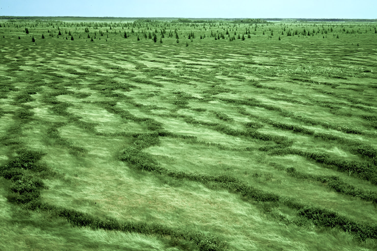 Explore the Classification – The U.S. National Vegetation Classification